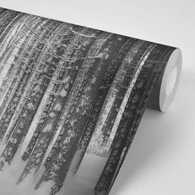 Samolepící fototapeta černobílý les zahalený sněhem