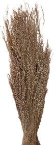 Sušené květy béžové 55 cm (100 gr) – 60 cm