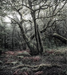 Komar Vliesová fototapeta Model 250 x 280 cm