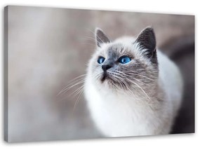 Obraz na plátně Kočka Zvířata Příroda - 60x40 cm
