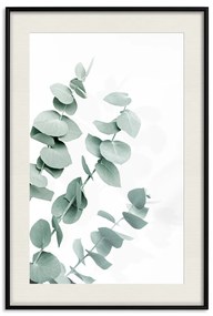 Plakát Listy eukalyptu - minimalistické větvičky rostliny na bílém pozadí