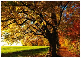 Skleněný obraz podzimního stromu (70x50 cm)