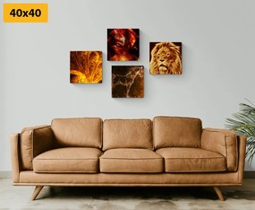 Set obrazů abstraktní zvířata Varianta: 4x 40x40
