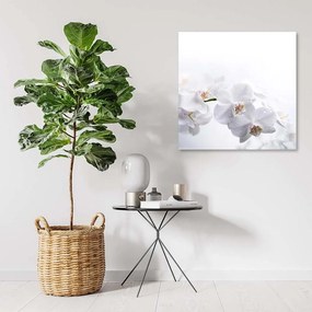 Obraz na plátně Bílá orchidej Příroda - 40x40 cm