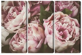 Vícedílný obraz Jemné Vintage Květy Pivoňky Nedostatek Nedostatek Přírodní plátno 120x80