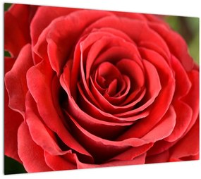 Obraz květu růže (70x50 cm)