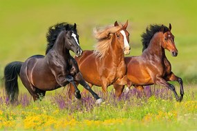 Plakát, Obraz - Horses - Run, (120 x 80 cm)