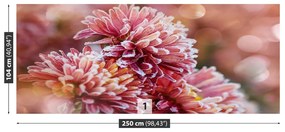 Fototapeta Aster ice Pink 104x70