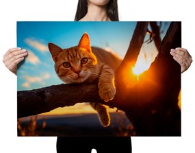 Plakát - Kočka na větvi při západu slunce FeelHappy.cz Velikost plakátu: A2 (42 x 59,7 cm)