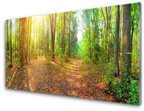 Plexisklo-obraz Slunce Příroda Lesní Stezka 100x50 cm