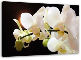 Gario Obraz na plátně Detailní záběr orchidejí Rozměry: 60 x 40 cm