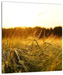 Obraz orosené trávy (30x30 cm)