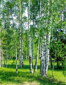 Fototapeta BIRCH GROW 230 x 300 cm