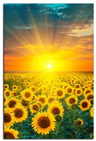 Obraz na plátně - Slunečnicová pole při západu slunce - obdélník 7199A (100x70 cm)