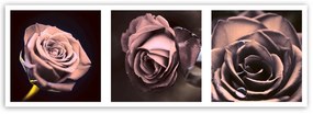 Gario Obraz na plátně Sada panoramatických růží Rozměry: 90 x 30 cm