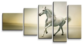 Sablio Obraz - 5-dílný Bílý kůň 2 - 100x60 cm