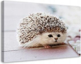 Obraz na plátně Canvas Kočka Ježek Zvíře 100x70