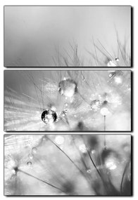 Obraz na plátně - Dandelion z kapkami rosy- obdélník 7262QB (105x70 cm)