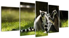 Obraz lemurů