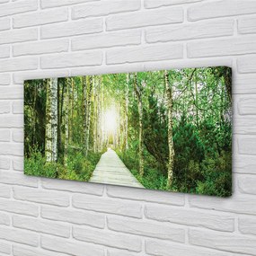 Obrazy na plátně Bříza lesní cesta 140x70 cm