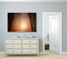 Obraz les v pohádkových barvách - 120x80 cm