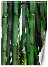 Gario Fototapeta Zelené bambusy Materiál: Vliesová, Rozměry: 100 x 140 cm