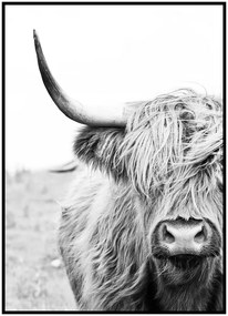 Plakát Highland cattle Rozměr plakátu: 30 x 40 cm, Orientace plakátu: Na výšku
