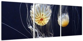 Obraz - medúzy