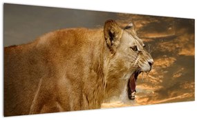 Obraz řvoucího lva (100x40cm)