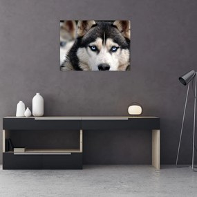 Skleněný obraz psa husky (70x50 cm)