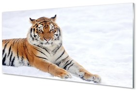 Obraz na skle Tiger winter 120x60 cm