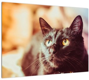 Skleněný obraz černé kočky (70x50 cm)