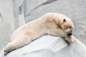 DIMEX | Samolepicí vliesová fototapeta na zeď Spící lední medvěd MA-5-0437 | 375 x 250 cm | bílá, černá, šedá