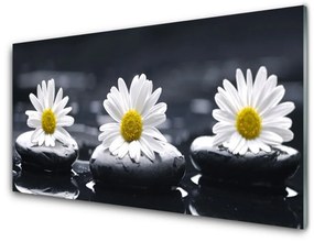 Obraz na skle Sedmikráska Kameny Rostlina 125x50 cm