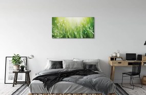 Obrazy na plátně Tráva slunce kapky 125x50 cm