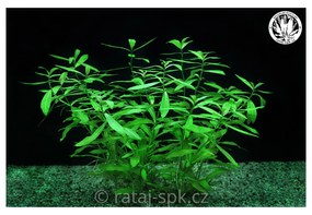 Hygrophila polysperma