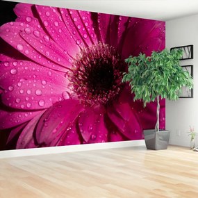 Fototapeta Fialová Gerbera 104x70