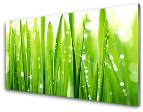 akrylový obraz Tráva Rostlina Příroda 140x70 cm