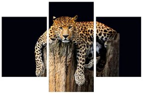 Obraz geparda (90x60 cm)