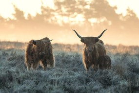 Umělecká fotografie Three Highlanders, Jaap van den, (40 x 26.7 cm)