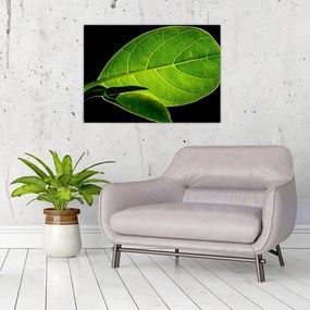 Skleněný obraz - zelený list (70x50 cm)