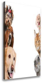 Wallmuralia Vertikální Vertikální Foto obraz na plátně do obýváku Psy a kočky 50x100