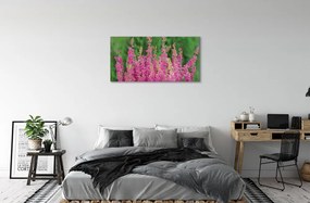 Obrazy na plátně květiny vřesy 120x60 cm