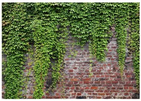 Fototapeta - Brick and ivy