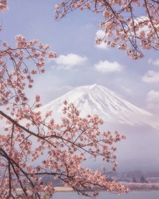Fotografie Mt. Fuji in the cherry blossoms, Makiko Samejima, (30 x 40 cm)