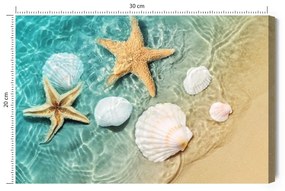 Obraz Hvězdy A Mušle V Moři Nedostatek Nedostatek Přírodní plátno 120x80