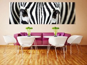 Dvoudílná vliesová fototapeta Zebra, rozměr 375x150cm, MP-2-0234