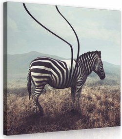 Obraz 80x80 Zebra černobílé pruhy abstrakce surrealismus klid