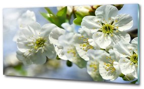 Wallmuralia Foto obraz fotografie na skle Květ višně 100x50