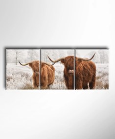 Malvis ® Obraz Skotský náhorní skot ROZMĚR (šířka x výška): třídílný obdélník 150x60 cm